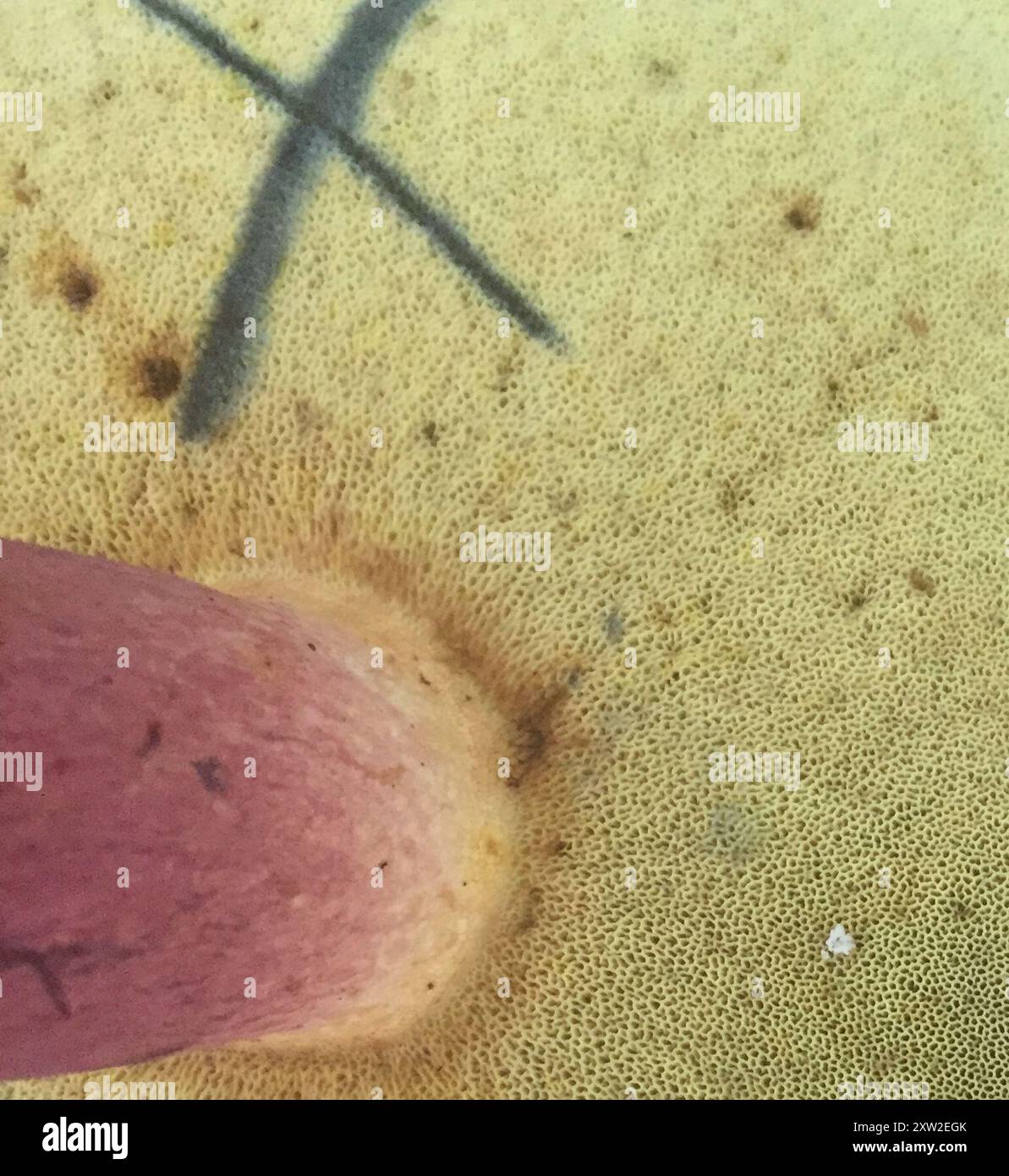 two-colored bolete (Baorangia bicolor) Fungi Stock Photo - Alamy