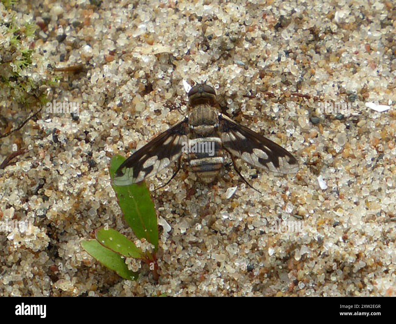 Band-winged Bee Fly (Exoprosopa fascipennis) Insecta Stock Photo - Alamy