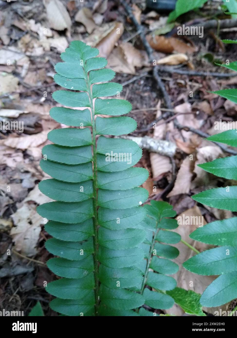 Christmas fern (Polystichum acrostichoides) Plantae Stock Photo - Alamy