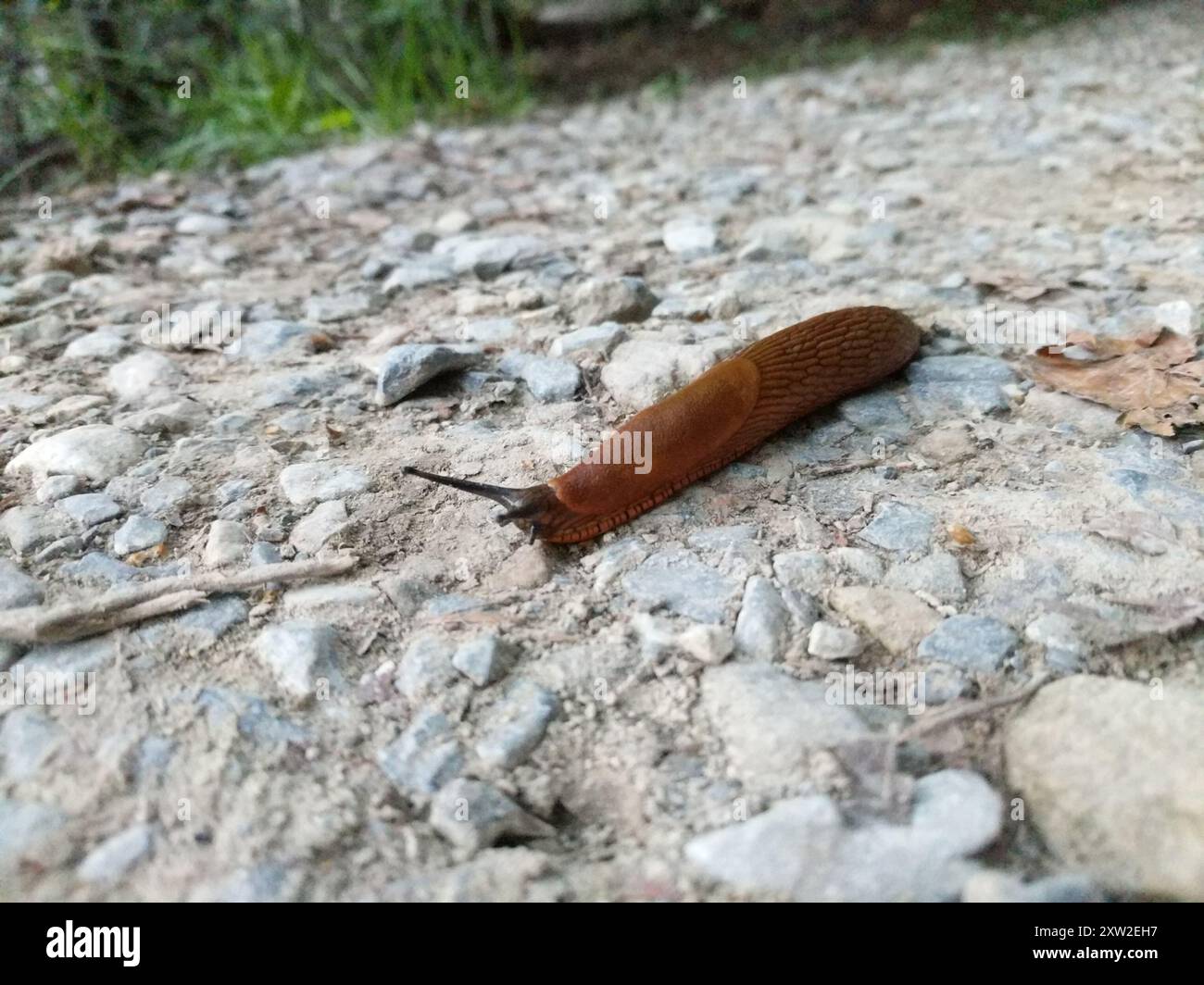Black Slug (Arion ater) Mollusca Stock Photo - Alamy