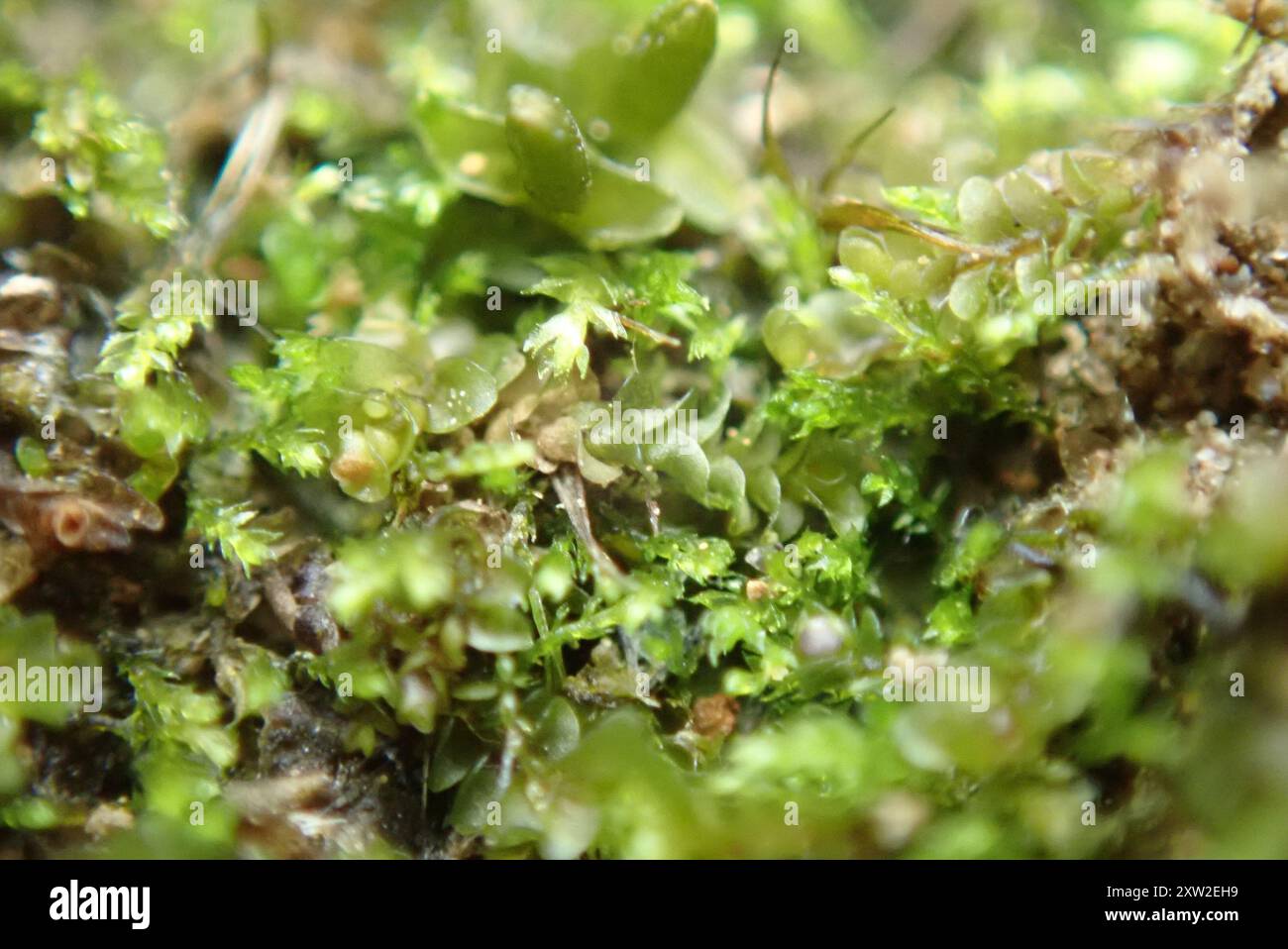 leafy and simple thalloid liverworts (Jungermanniopsida) Plantae Stock ...