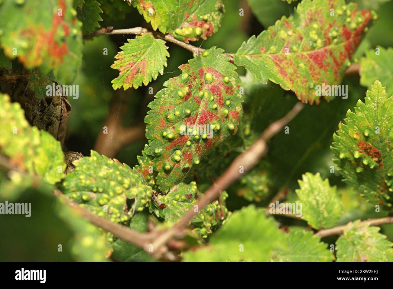 Elm Leaf Gall Mite (Aceria campestricola) Arachnida Stock Photo - Alamy