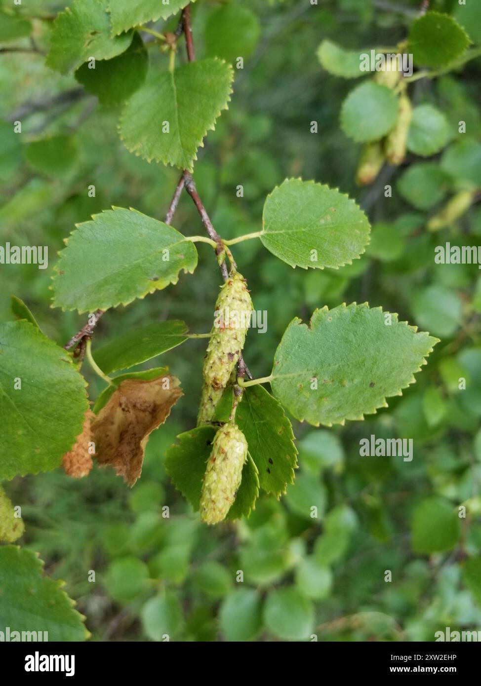 water birch (Betula occidentalis) Plantae Stock Photo - Alamy