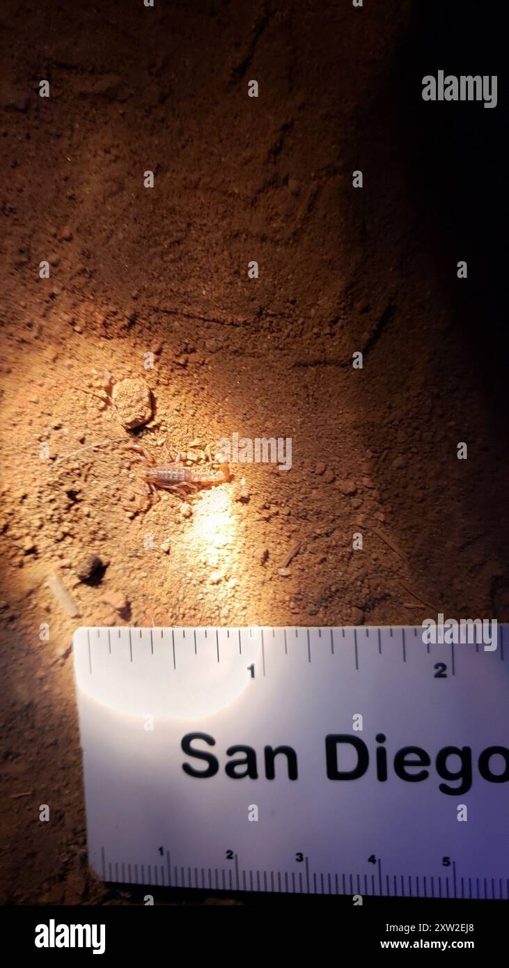 California common scorpion (Paruroctonus silvestrii) Arachnida Stock ...