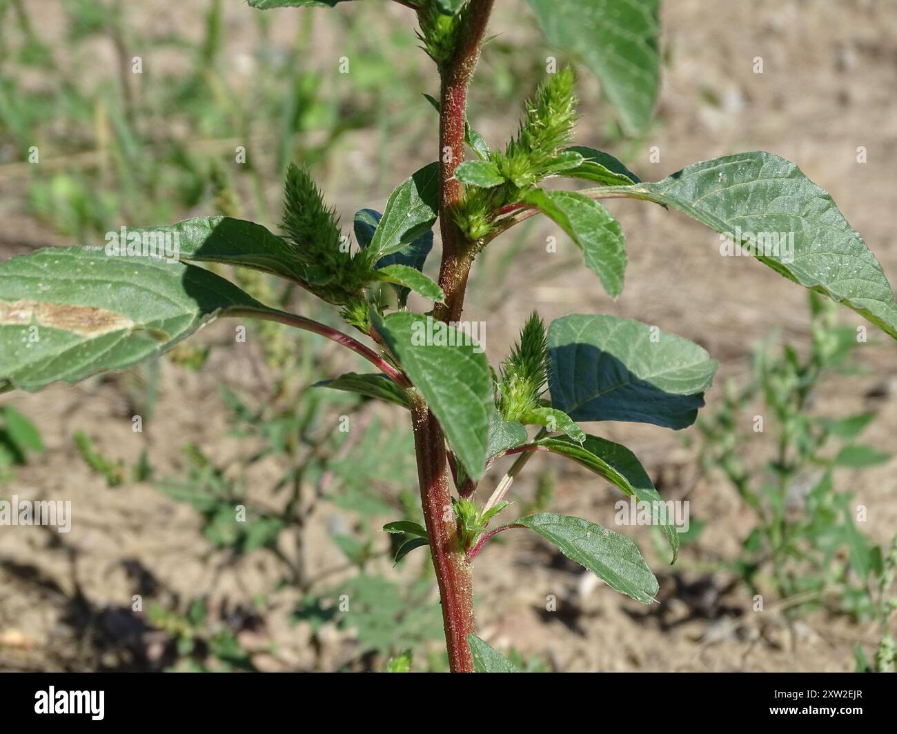 Redroot Amaranth (Amaranthus retroflexus) Plantae Stock Photo - Alamy