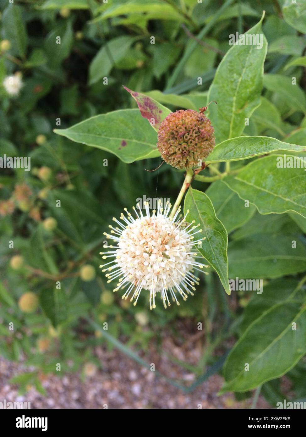 buttonbush (Cephalanthus occidentalis) Plantae Stock Photo - Alamy