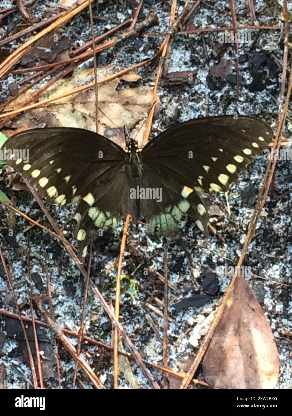 Spicebush Swallowtail (Papilio troilus) Insecta Stock Photo - Alamy