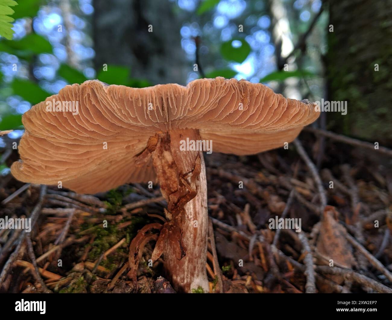 Basidiomycete Fungi (Basidiomycota) Fungi Stock Photo - Alamy