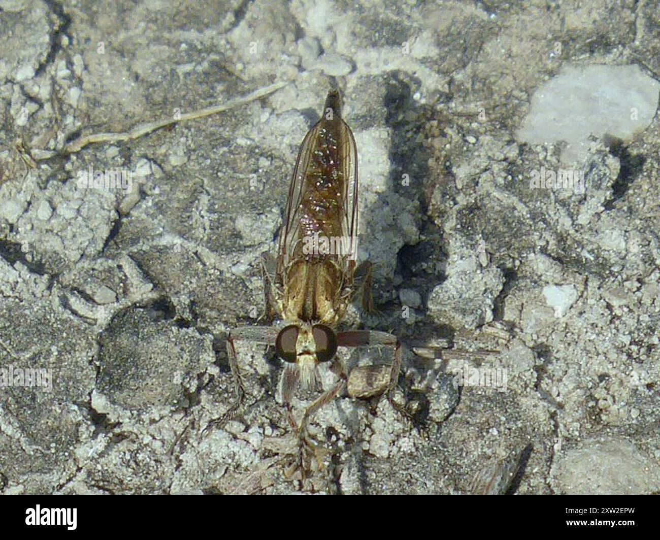 (Proctacanthella cacopiloga) Insecta Stock Photo - Alamy
