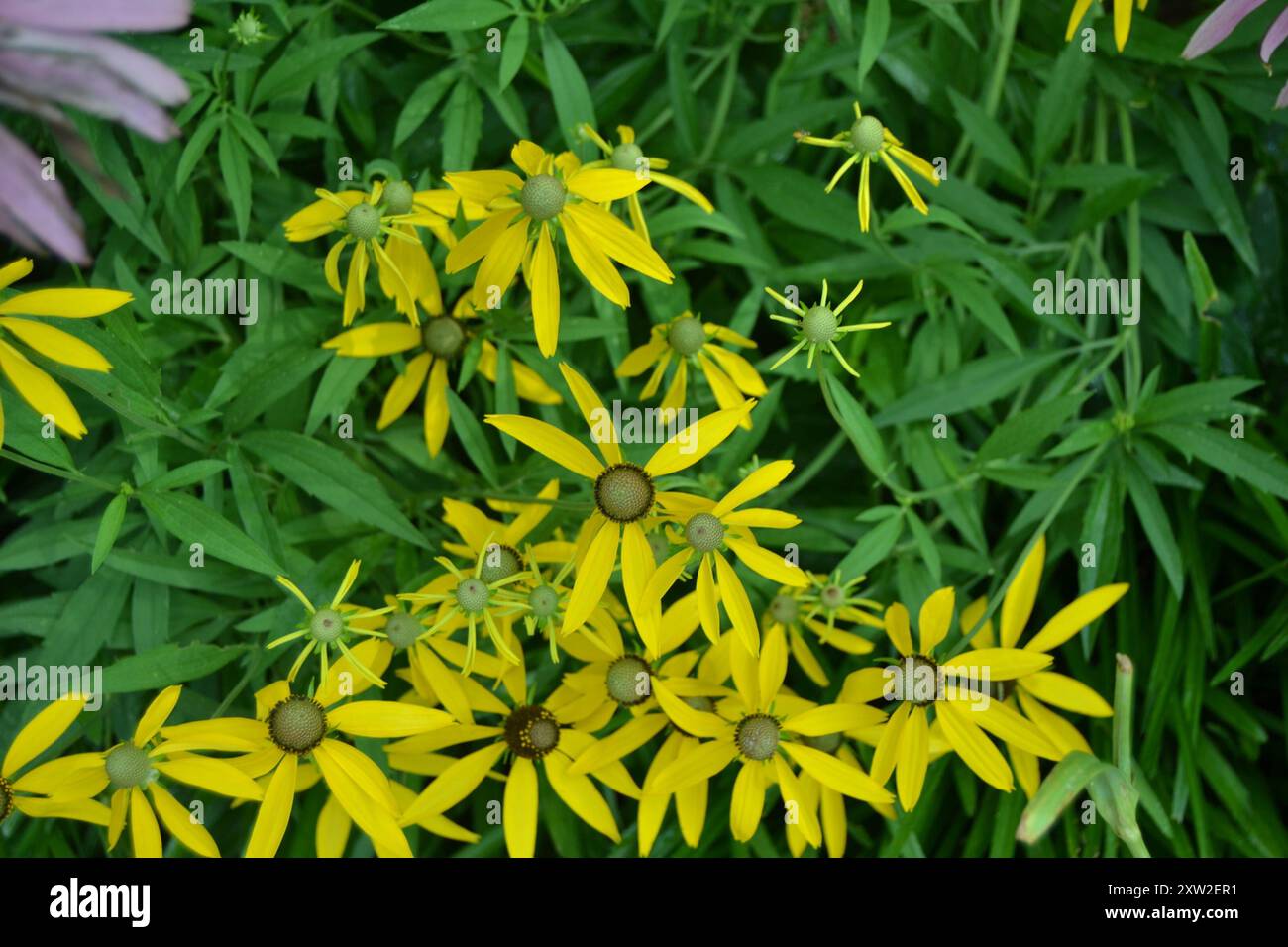 grey-headed coneflower (Ratibida pinnata) Plantae Stock Photo - Alamy