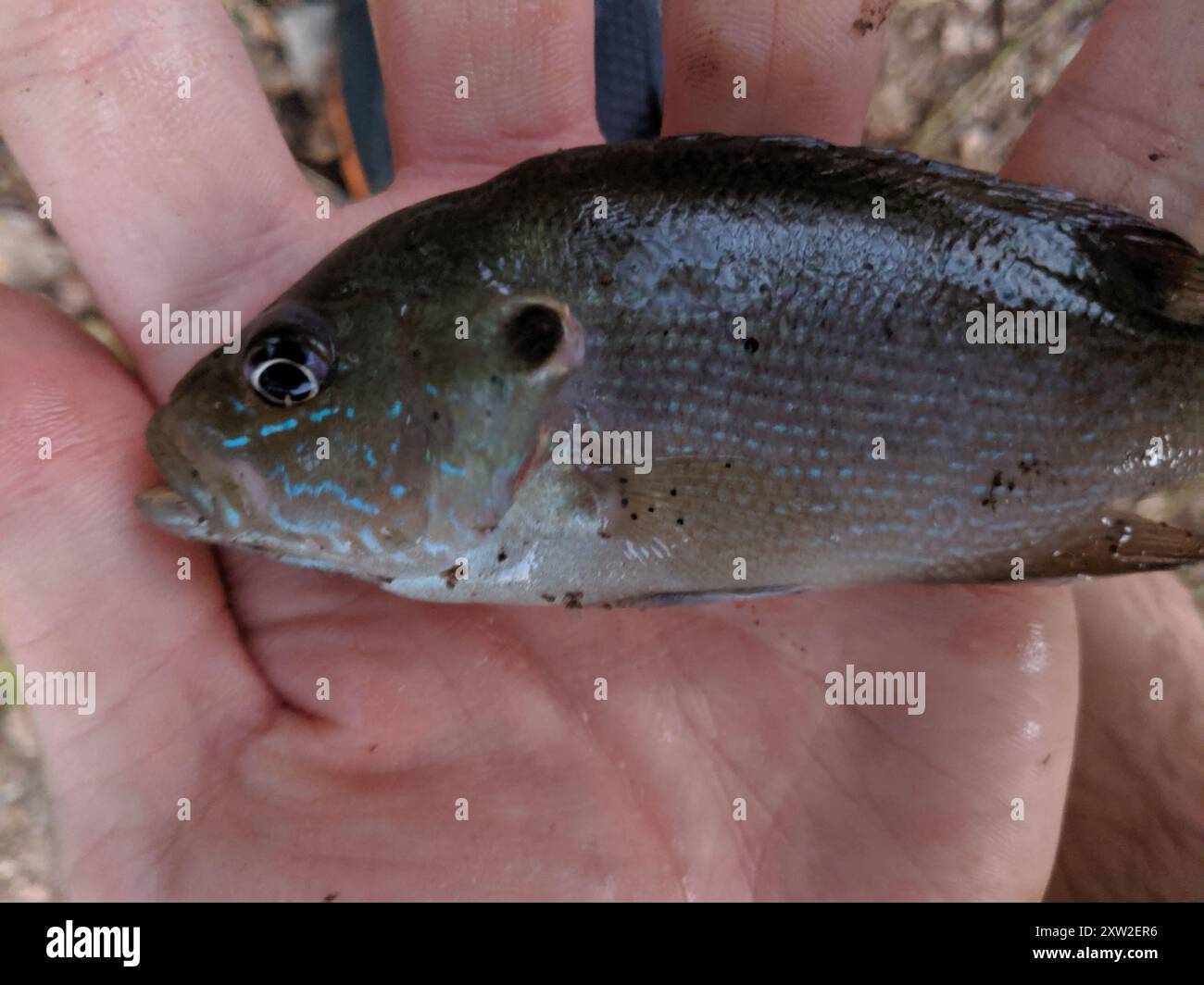 Green Sunfish (Lepomis cyanellus) Actinopterygii Stock Photo - Alamy