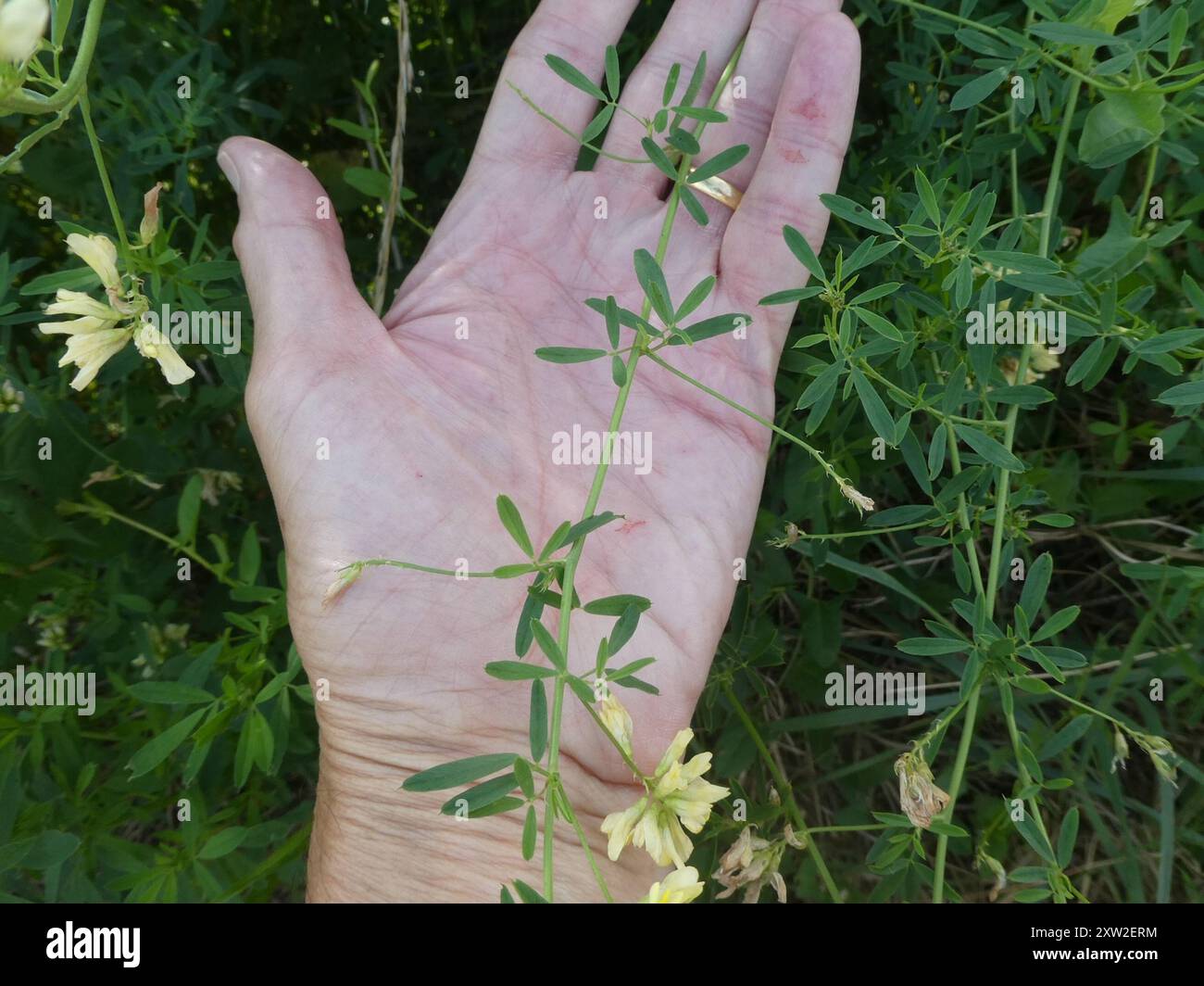 sickle alfalfa (Medicago falcata) Plantae Stock Photo - Alamy