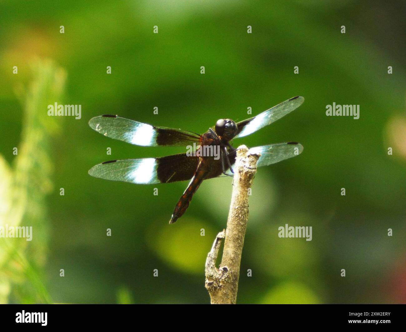 Widow Skimmer (Libellula luctuosa) Insecta Stock Photo - Alamy