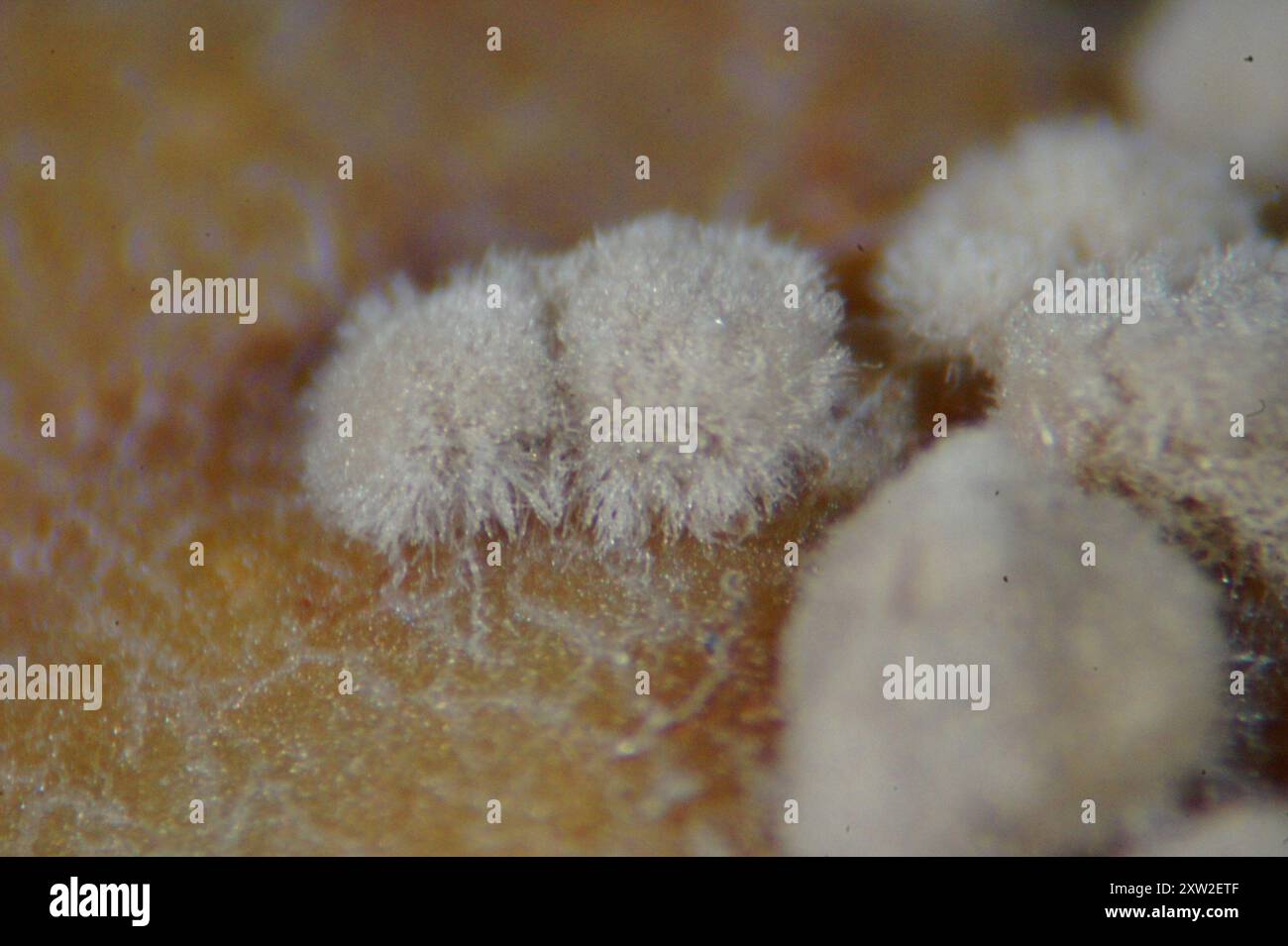 (Monilinia fructigena) Fungi Stock Photo - Alamy