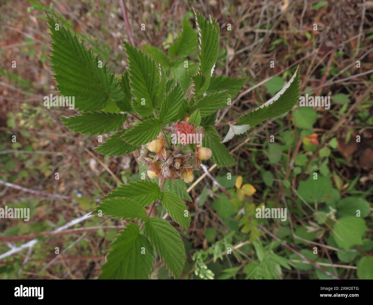 Ceylon Raspberry (Rubus niveus) Plantae Stock Photo - Alamy