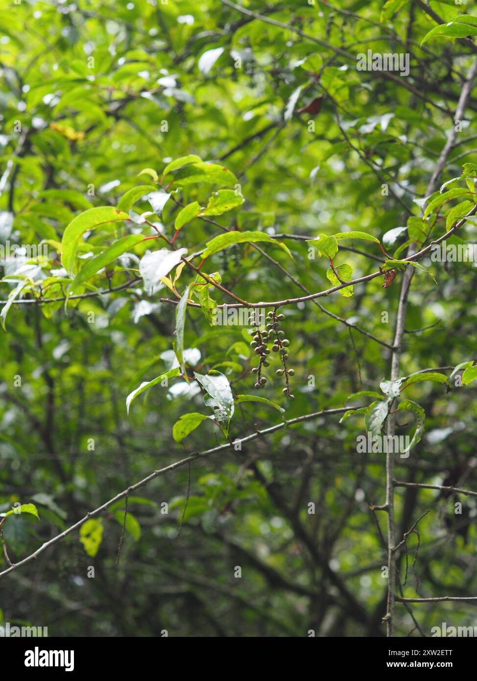Stachyurus himalaicus hi-res stock photography and images - Alamy