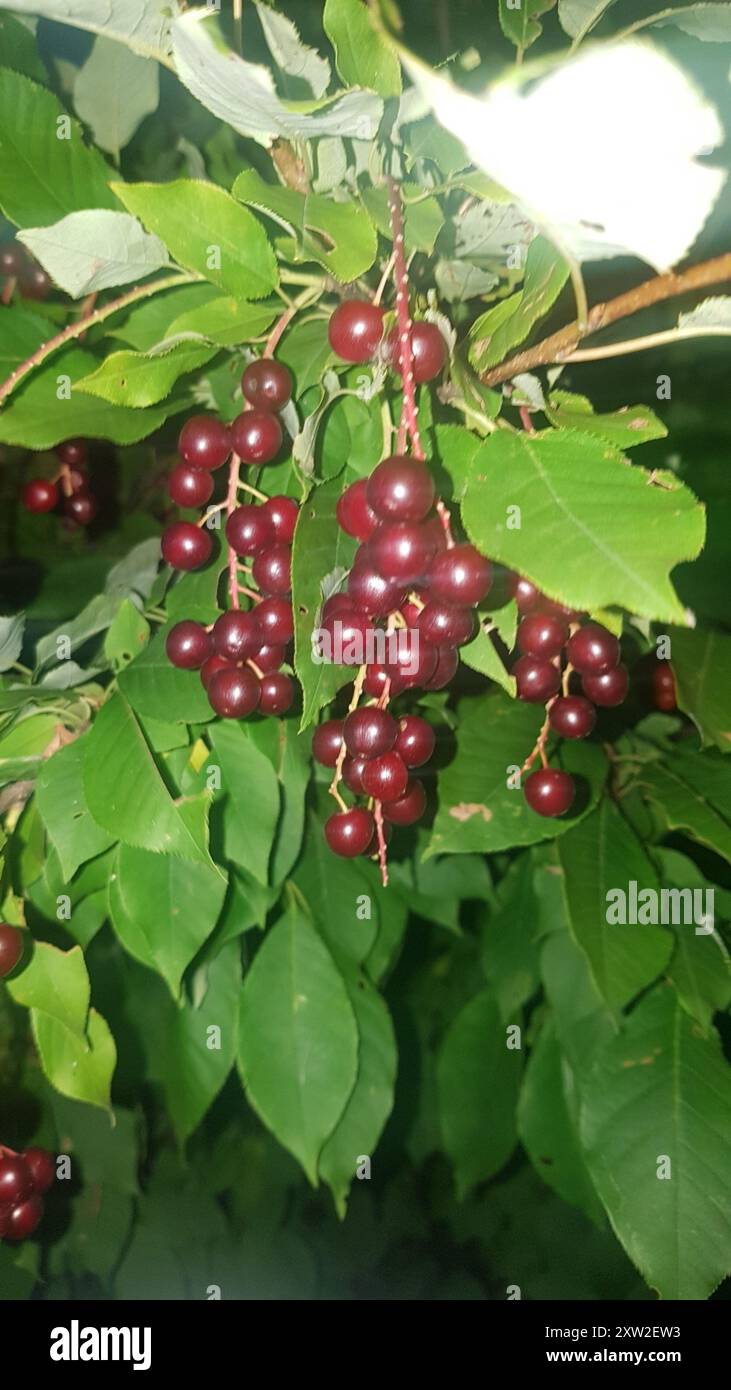 chokecherry (Prunus virginiana) Plantae Stock Photo - Alamy