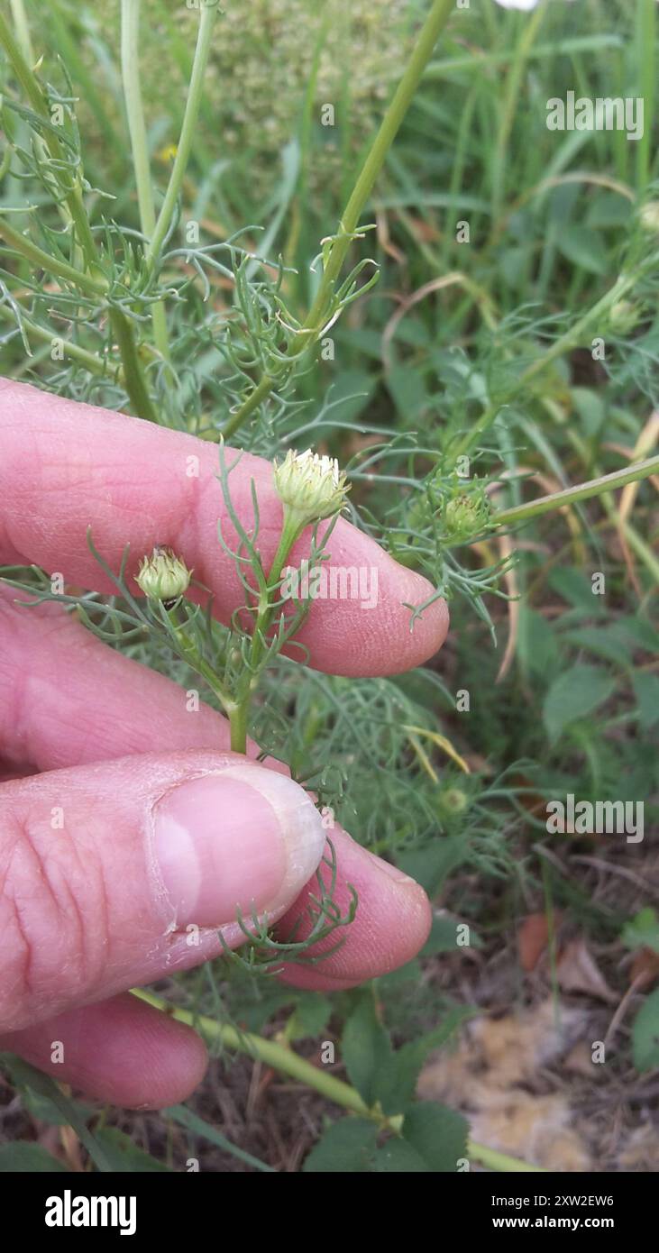 scentless mayweed (Tripleurospermum inodorum) Plantae Stock Photo - Alamy