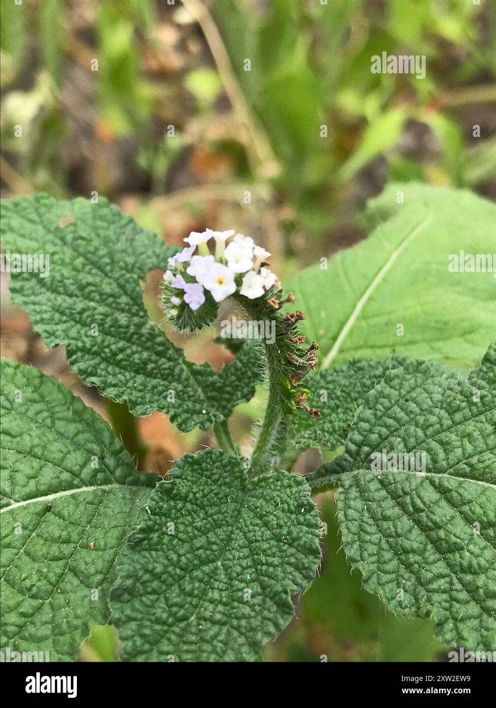 Indian Heliotrope (Heliotropium indicum) Plantae Stock Photo - Alamy