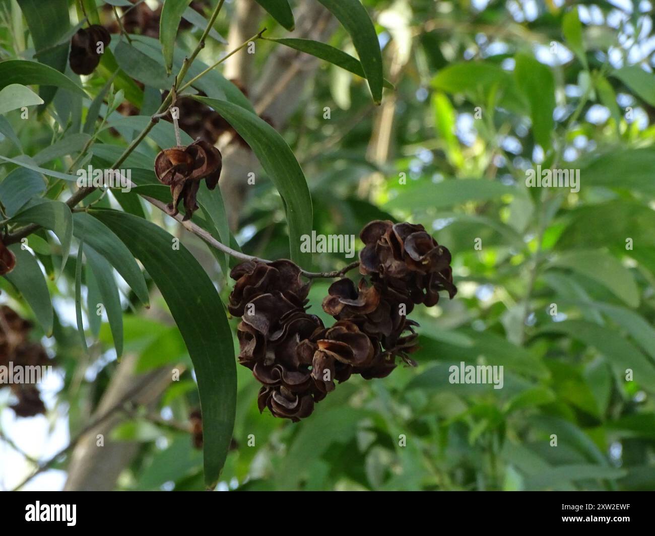 Earpod Wattle (Acacia auriculiformis) Plantae Stock Photo - Alamy