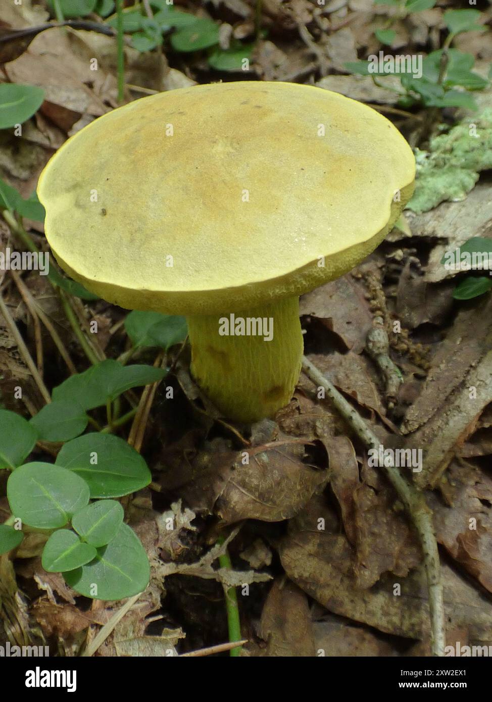 Ornate-stalked bolete (Retiboletus ornatipes) Fungi Stock Photo - Alamy