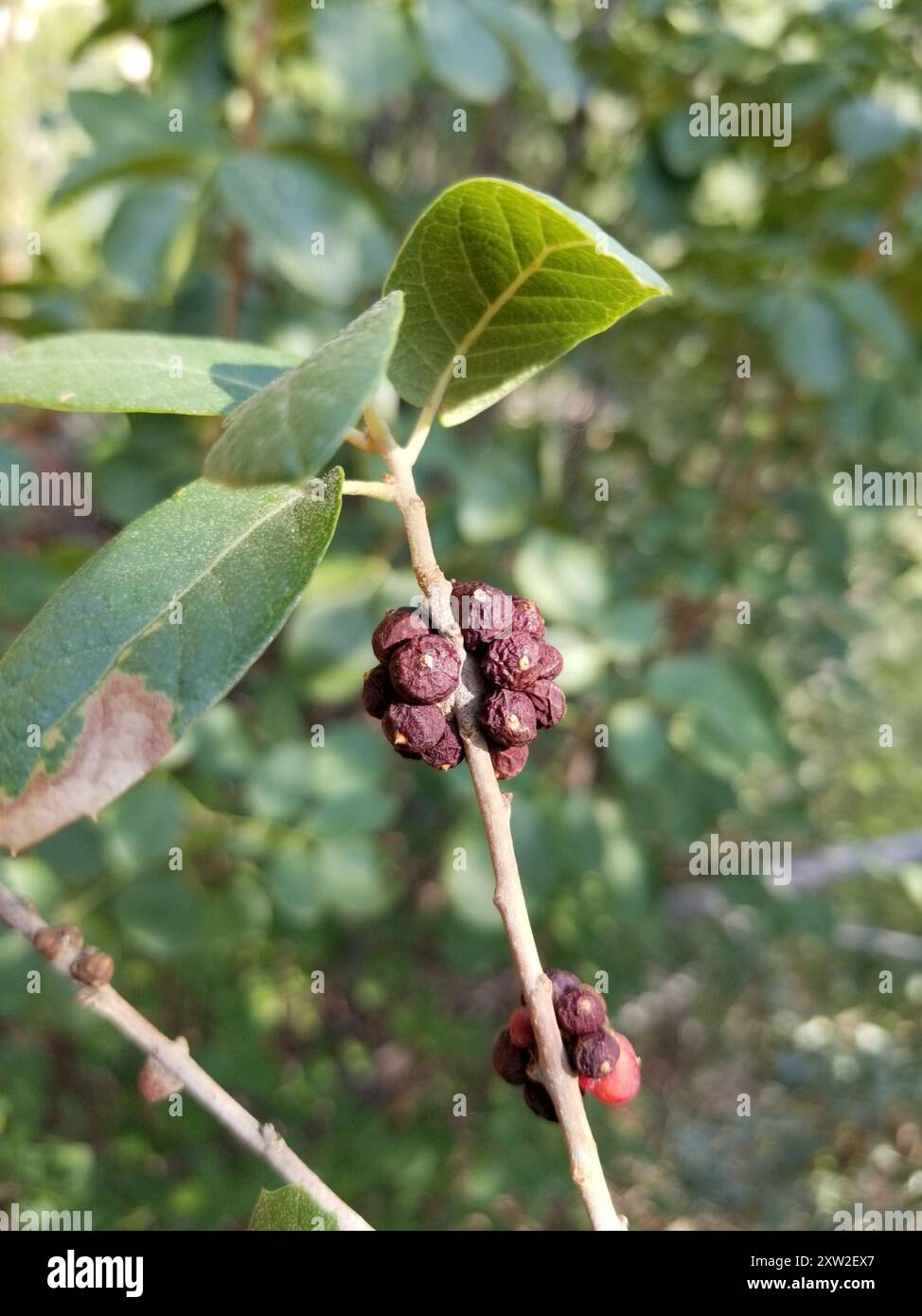 gray oak (Quercus grisea) Plantae Stock Photo - Alamy