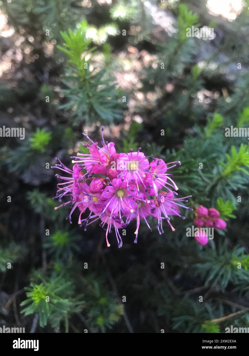 Purple Mountain-heath (Phyllodoce breweri) Plantae Stock Photo - Alamy