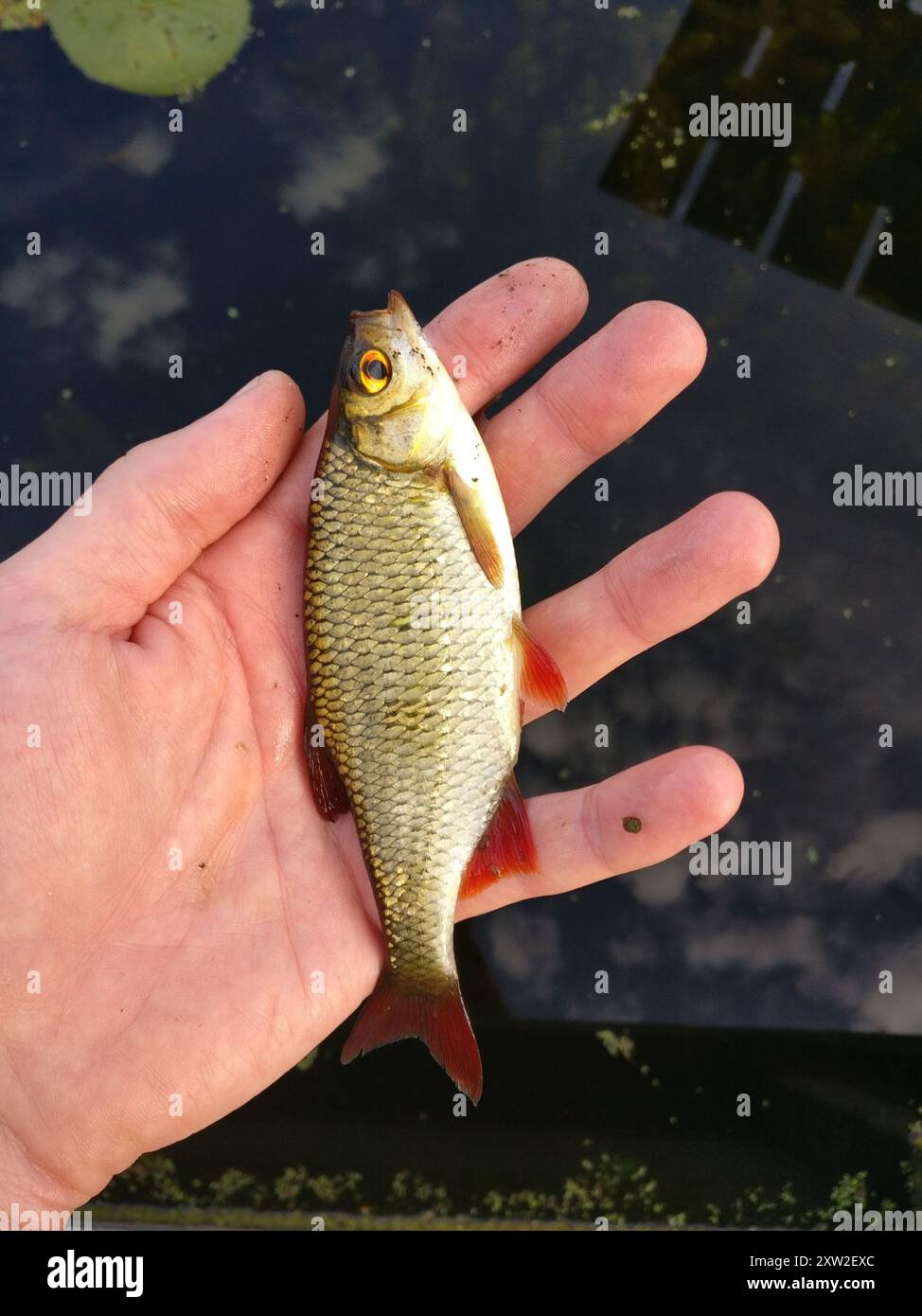 Common Rudd (Scardinius erythrophthalmus) Actinopterygii Stock Photo ...
