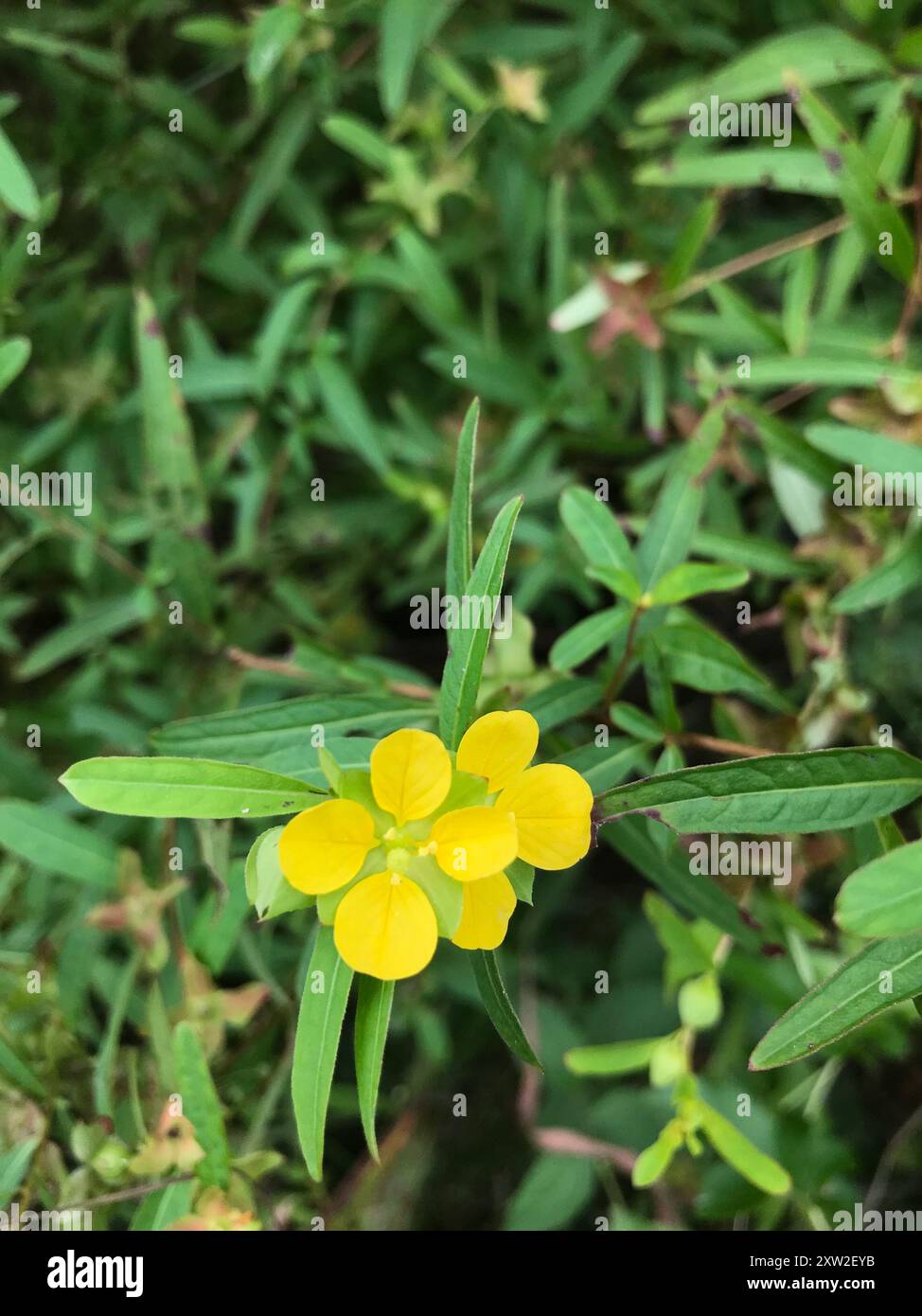 Seedbox (Ludwigia alternifolia) Plantae Stock Photo - Alamy