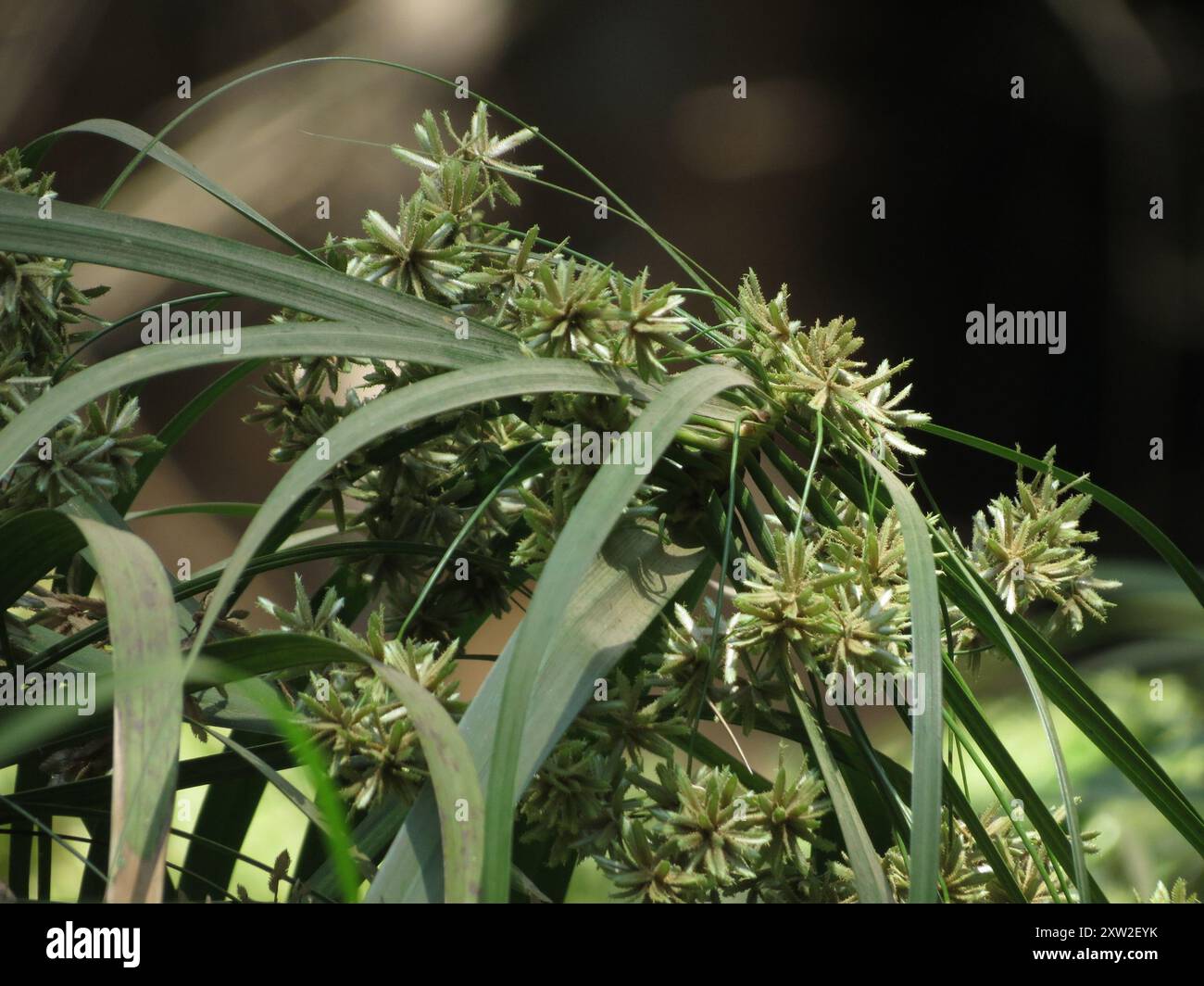 Umbrella Papyrus (Cyperus alternifolius) Plantae Stock Photo - Alamy