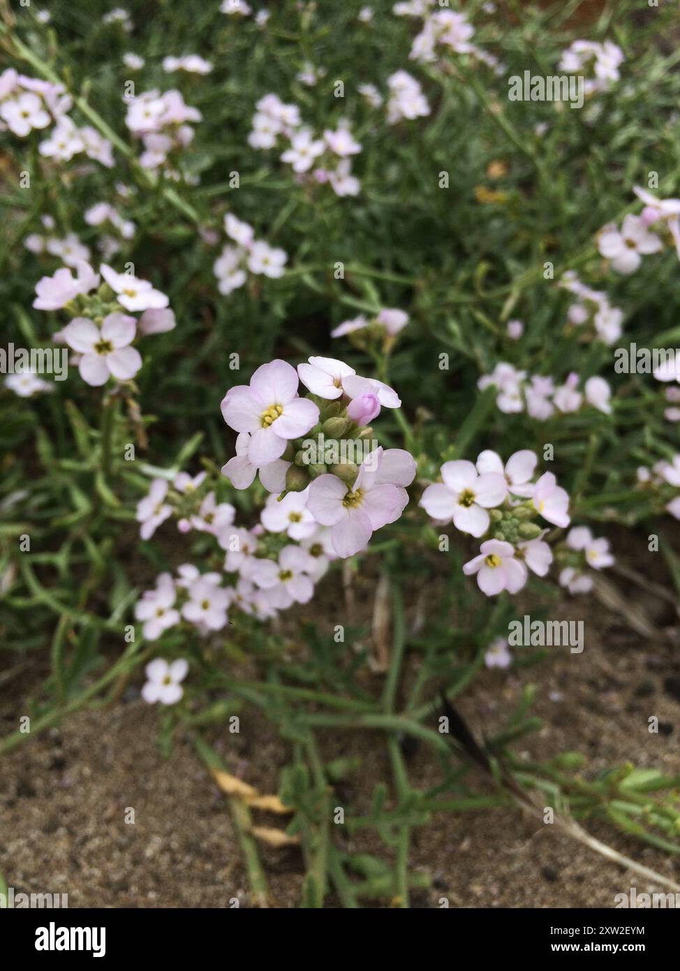 European Searocket (Cakile maritima) Plantae Stock Photo - Alamy