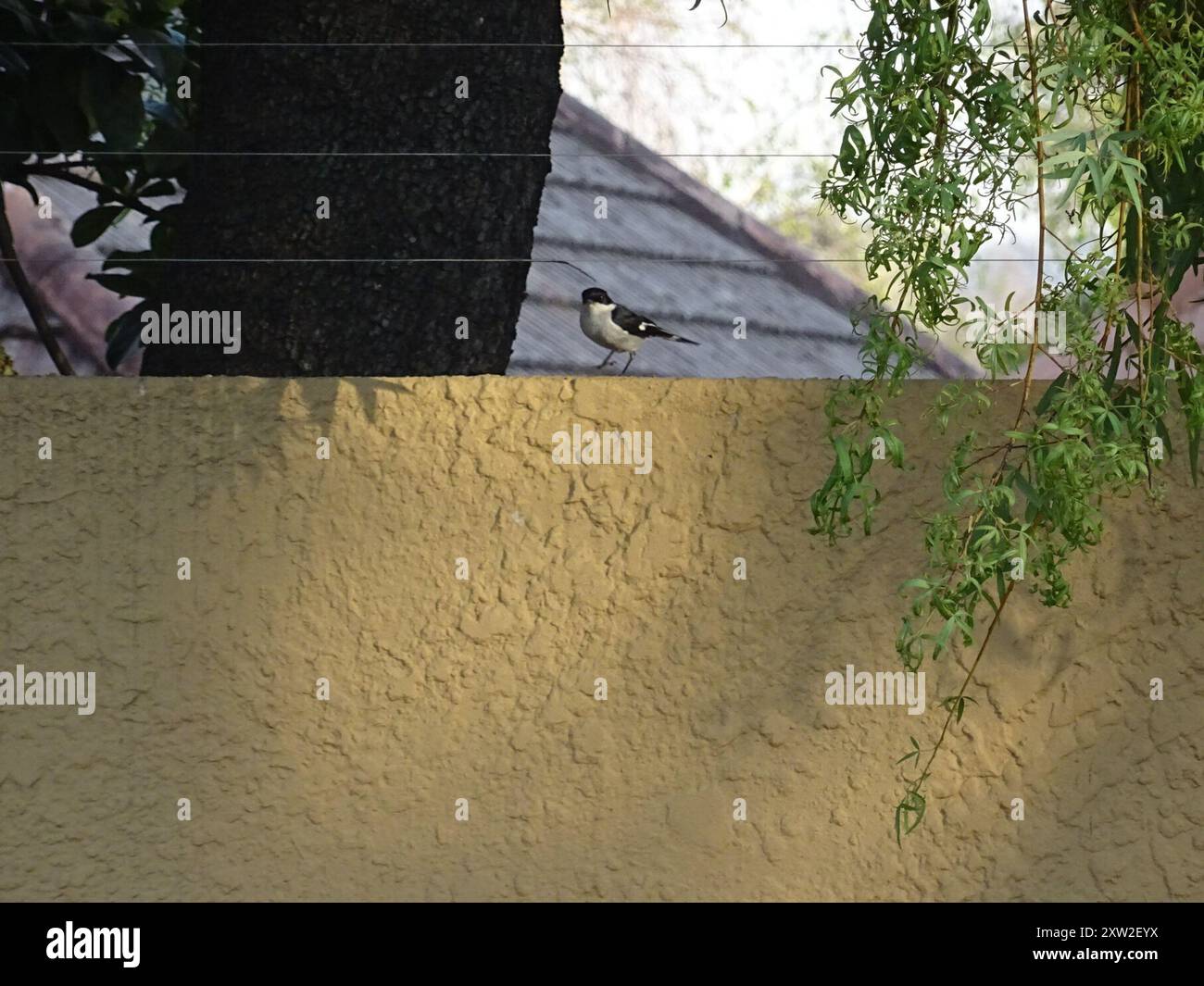 Southern Fiscal (Lanius collaris) Aves Stock Photo - Alamy