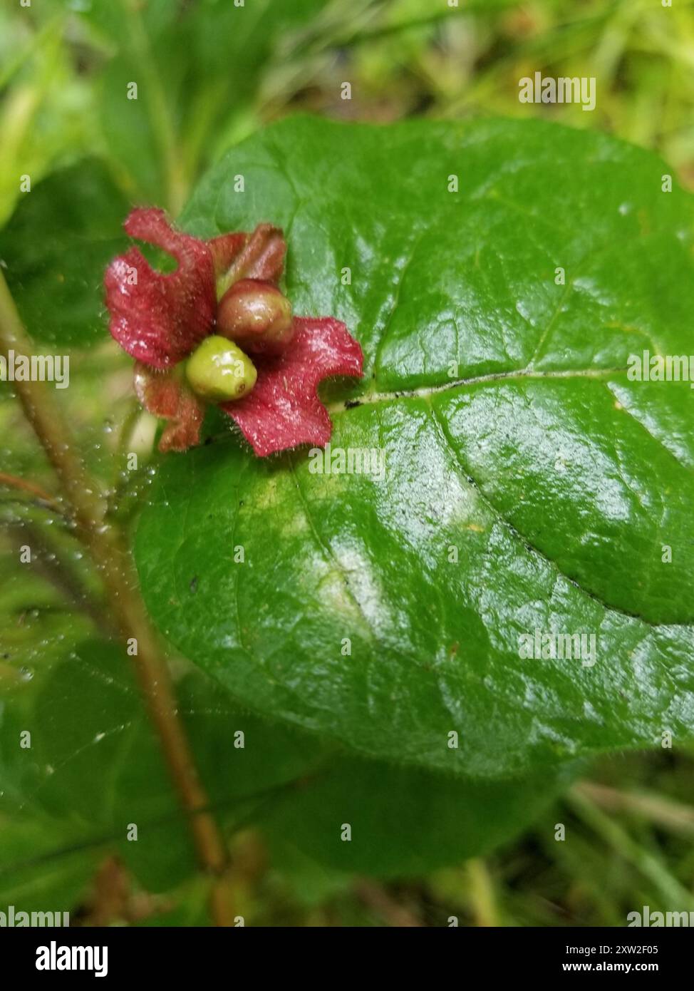 twinberry honeysuckle (Lonicera involucrata) Plantae Stock Photo - Alamy