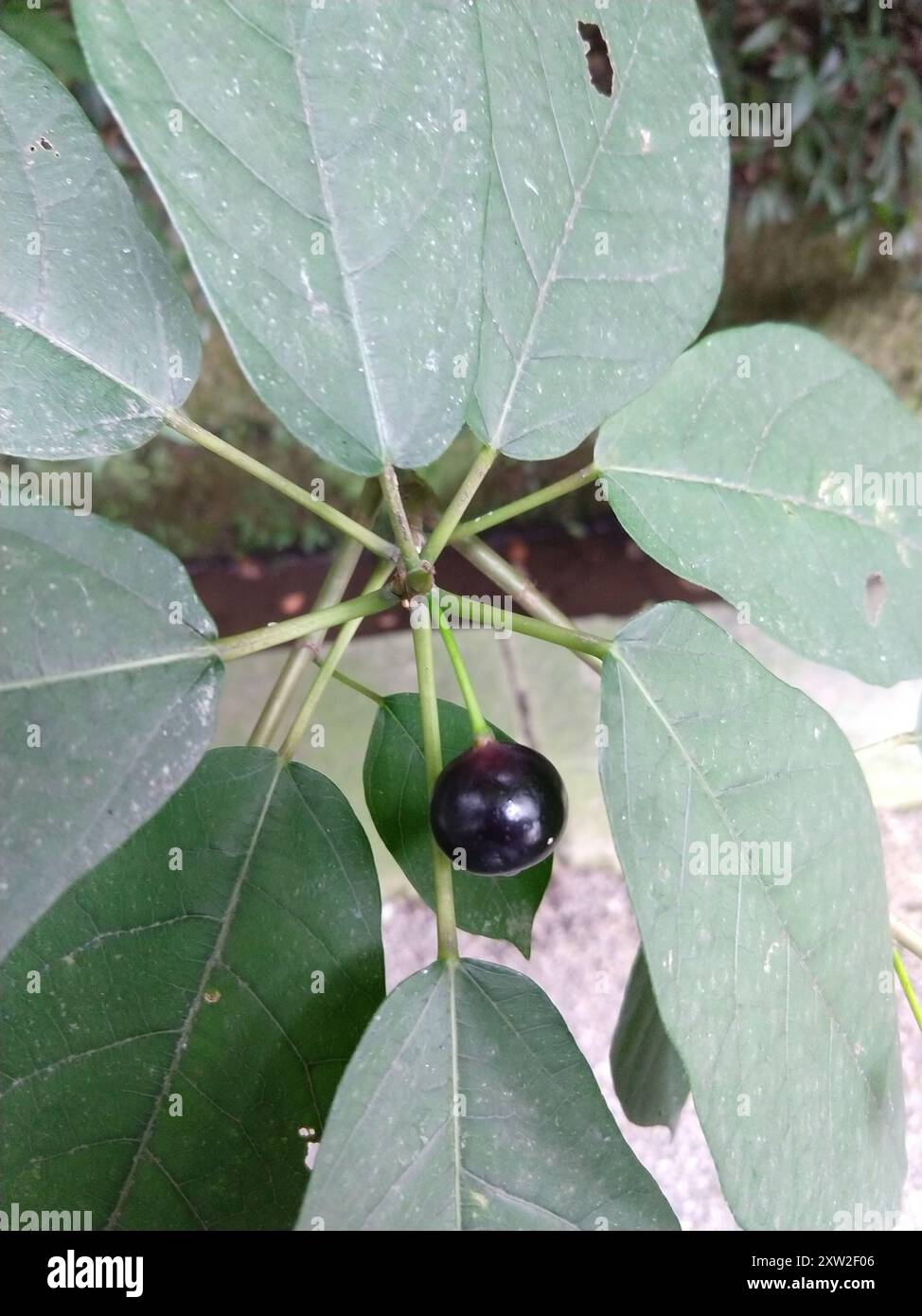 Fairy Fig (Ficus erecta) Plantae Stock Photo - Alamy