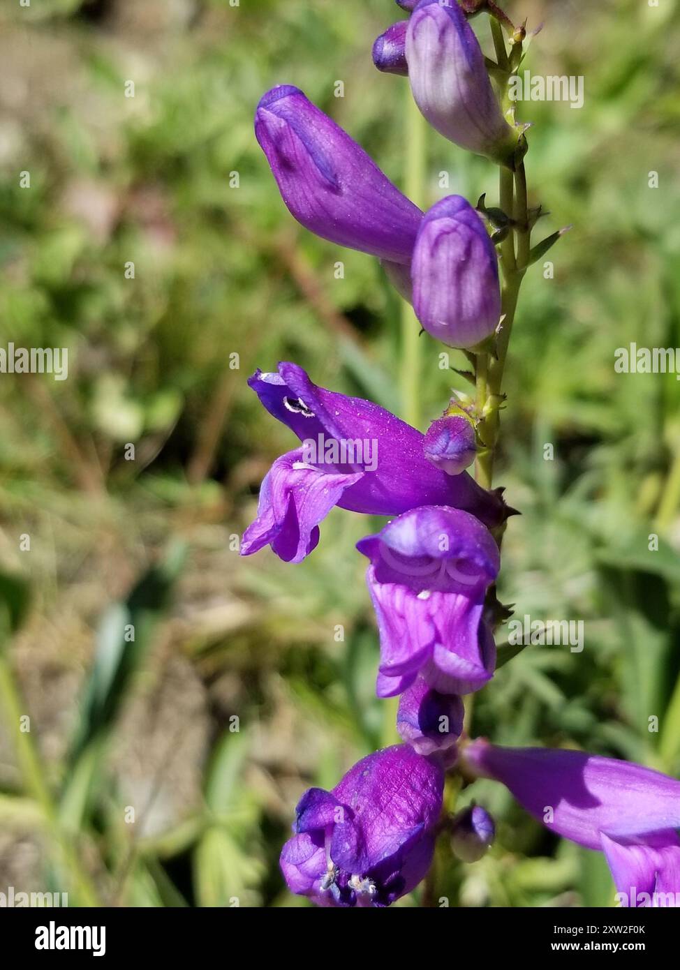 Rocky Mountain beardtongue (Penstemon strictus) Plantae Stock Photo - Alamy