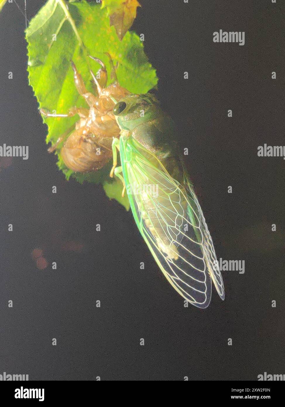 Southern Dusky-winged Cicada (Neotibicen tibicen australis) Insecta ...