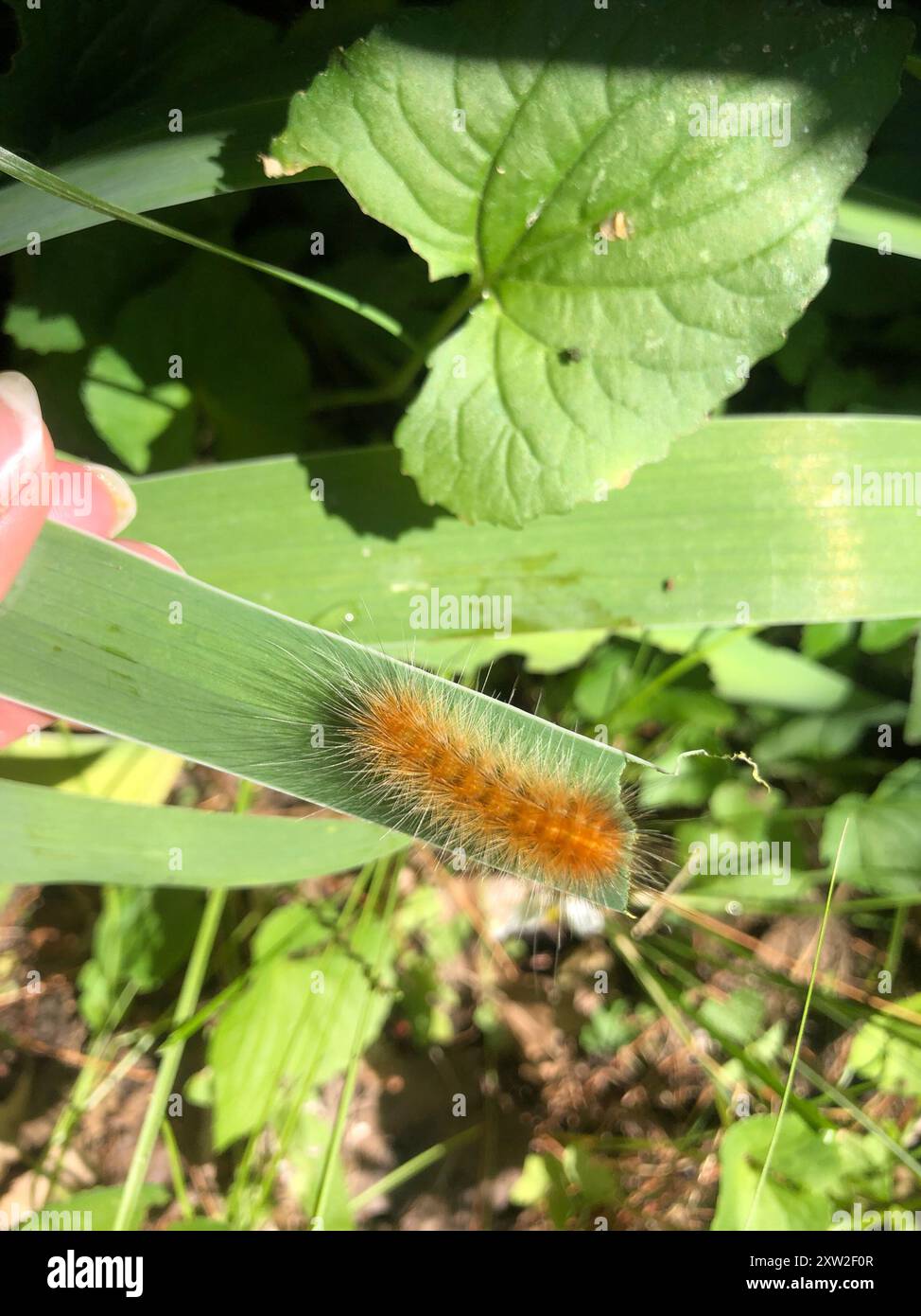 Virginian Tiger Moth (Spilosoma virginica) Insecta Stock Photo - Alamy