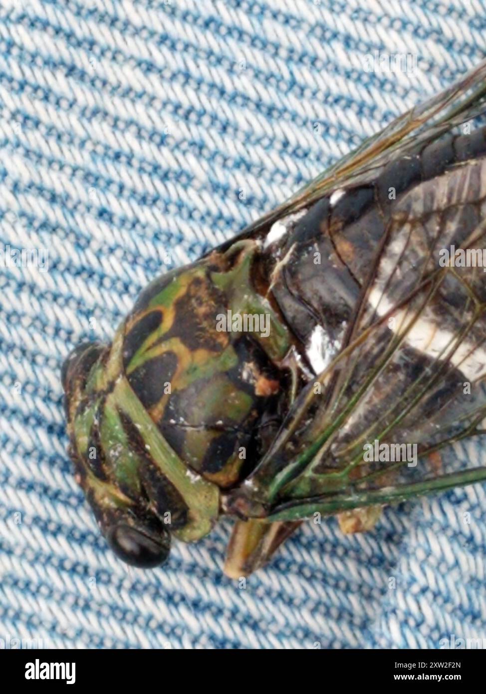 Coastal Scissors Grinder Cicada (Neotibicen latifasciatus) Insecta ...
