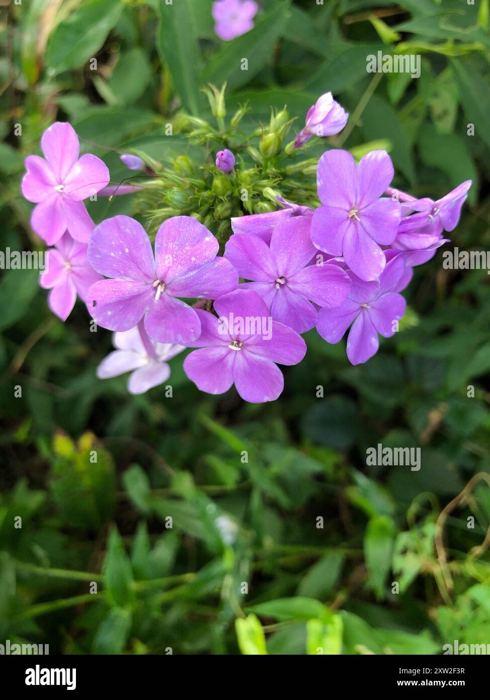 fall phlox (Phlox paniculata) Plantae Stock Photo - Alamy
