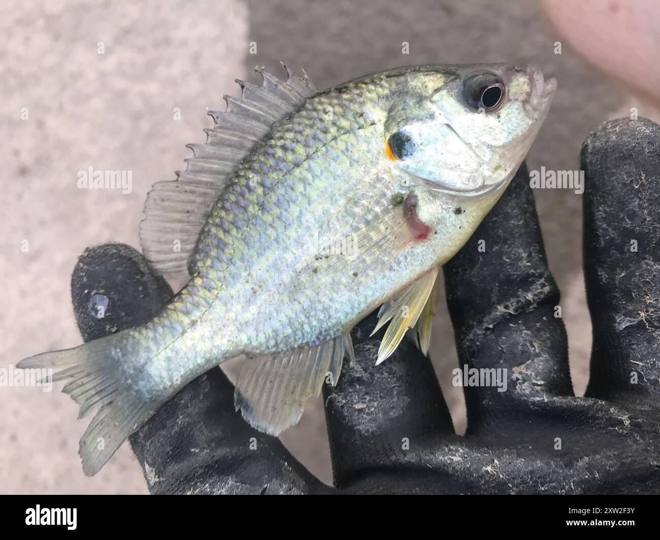 Redear Sunfish (Lepomis microlophus) Actinopterygii Stock Photo - Alamy