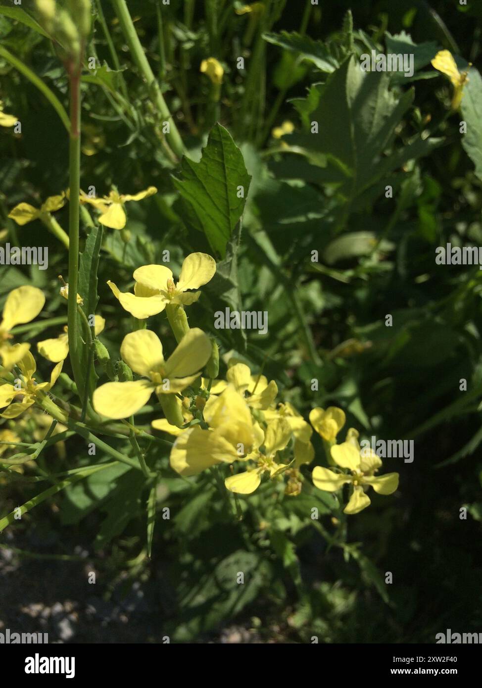 Jointed Charlock (Raphanus raphanistrum) Plantae Stock Photo - Alamy