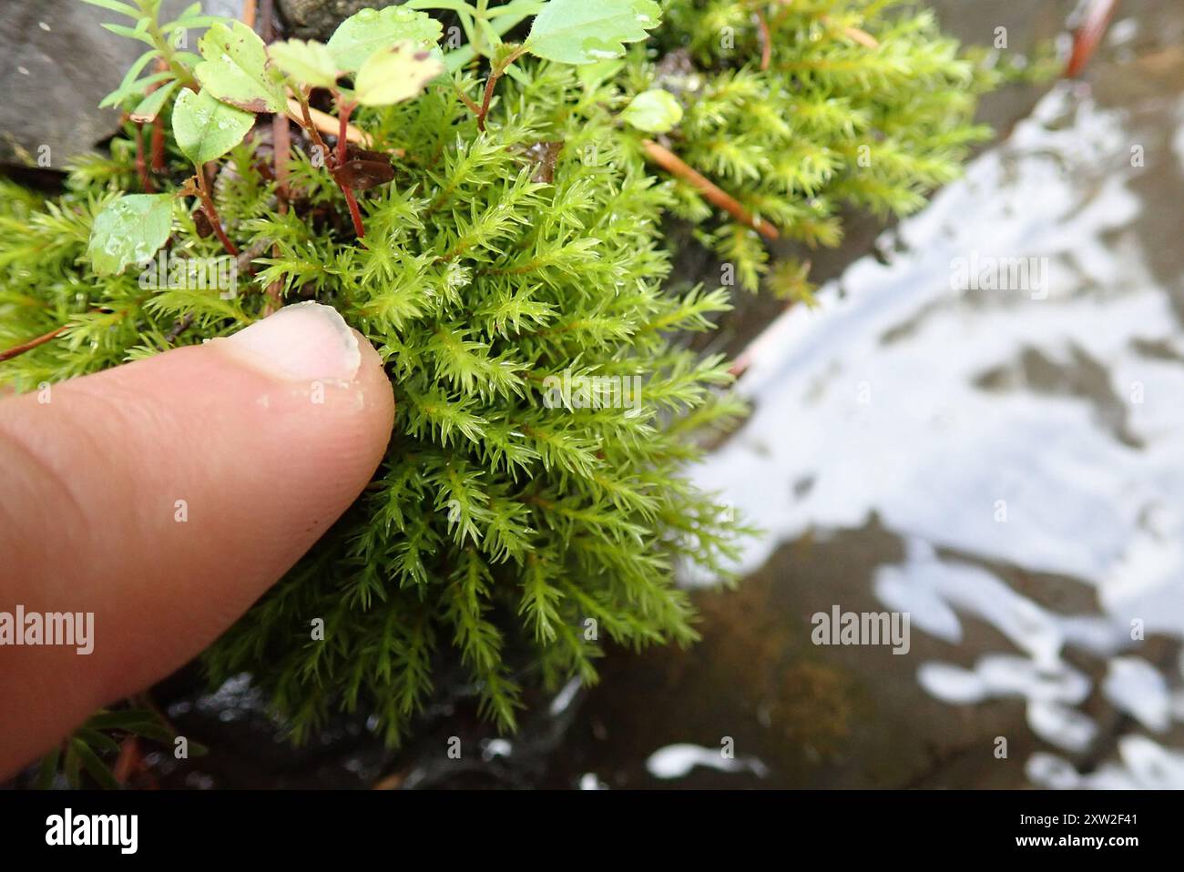 transparent fork-moss (Dichodontium pellucidum) Plantae Stock Photo - Alamy