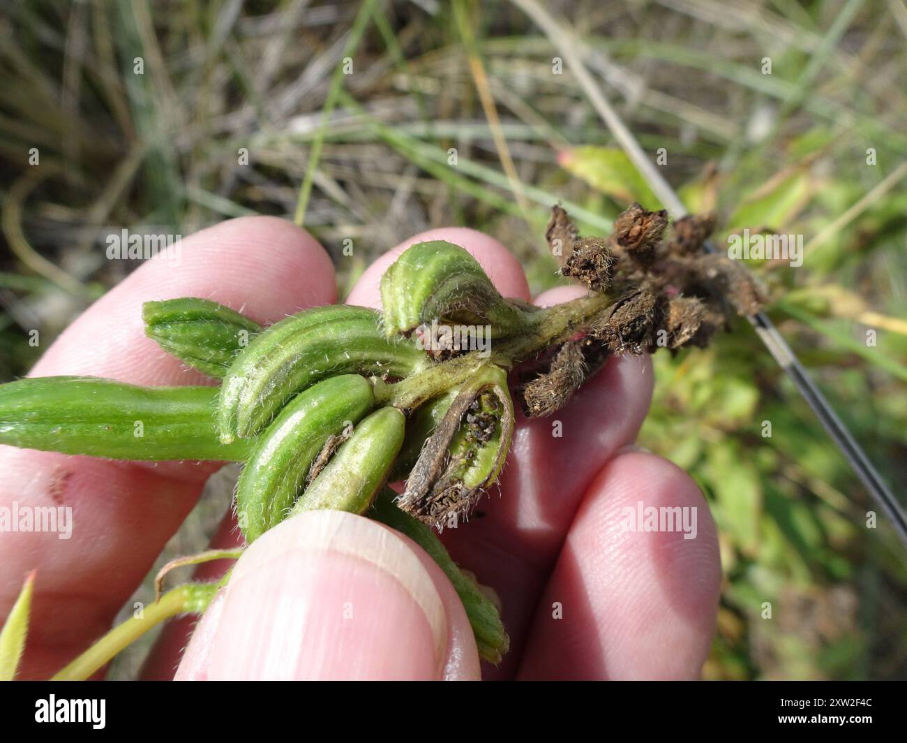 Welsh evening-primrose (Oenothera cambrica) Plantae Stock Photo - Alamy