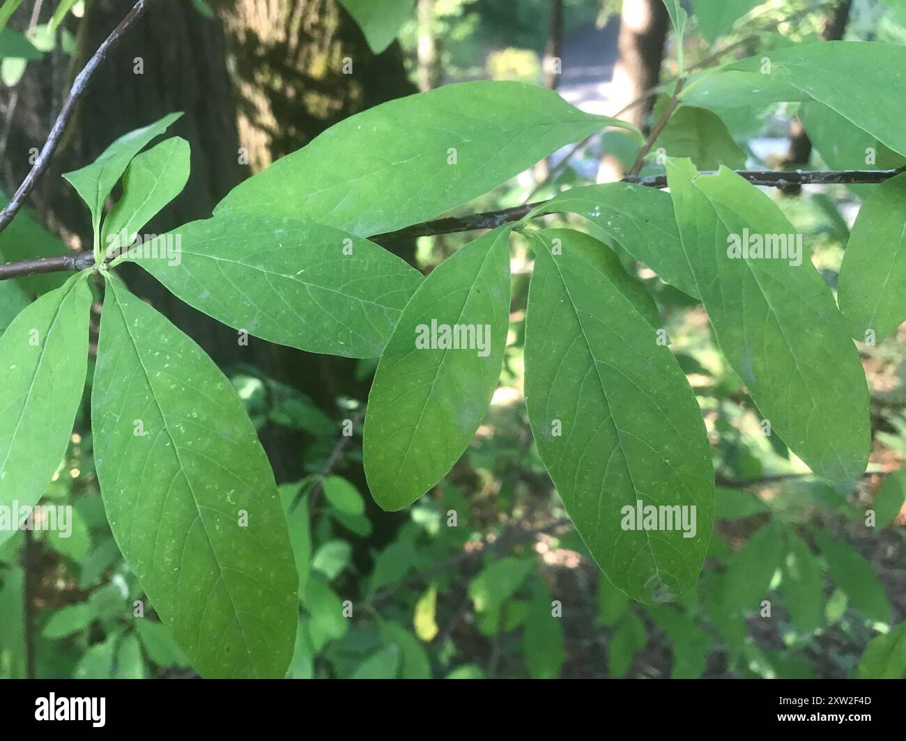 Osoberry (Oemleria cerasiformis) Plantae Stock Photo - Alamy
