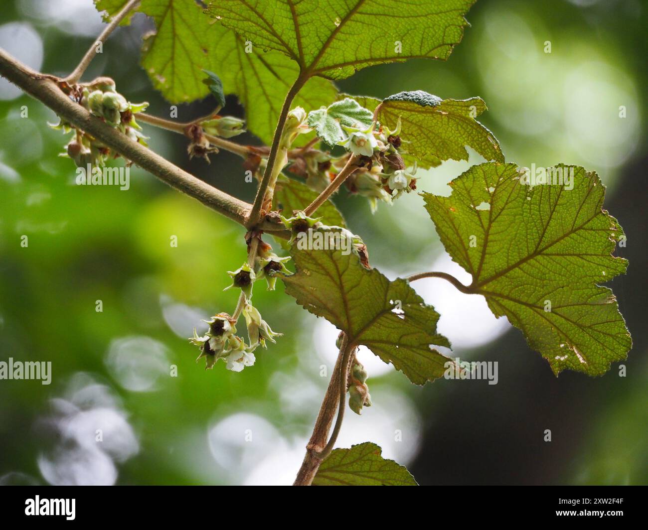 Formosan Raspberry (Rubus formosensis) Plantae Stock Photo - Alamy
