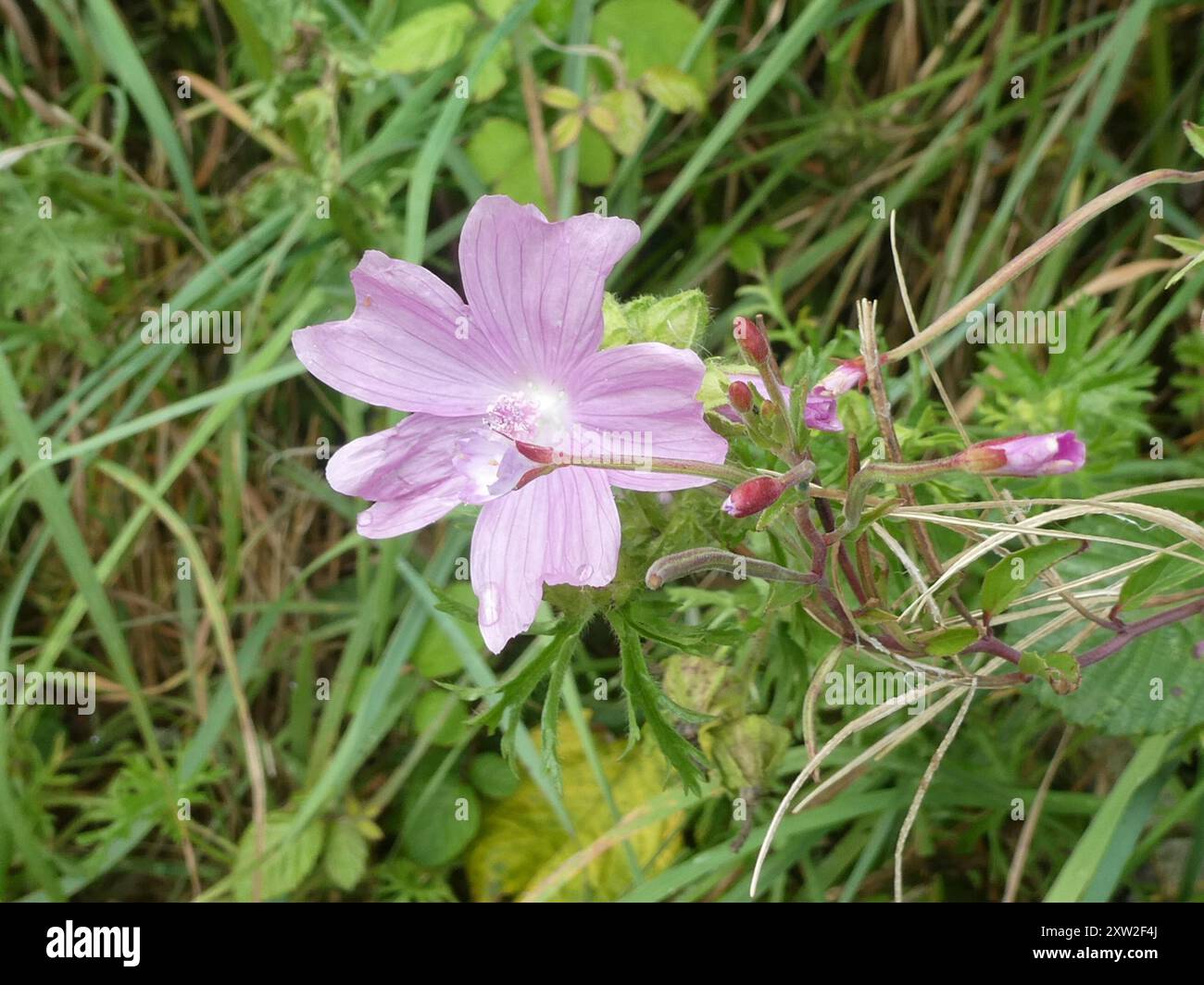 musk mallow (Malva moschata) Plantae Stock Photo - Alamy