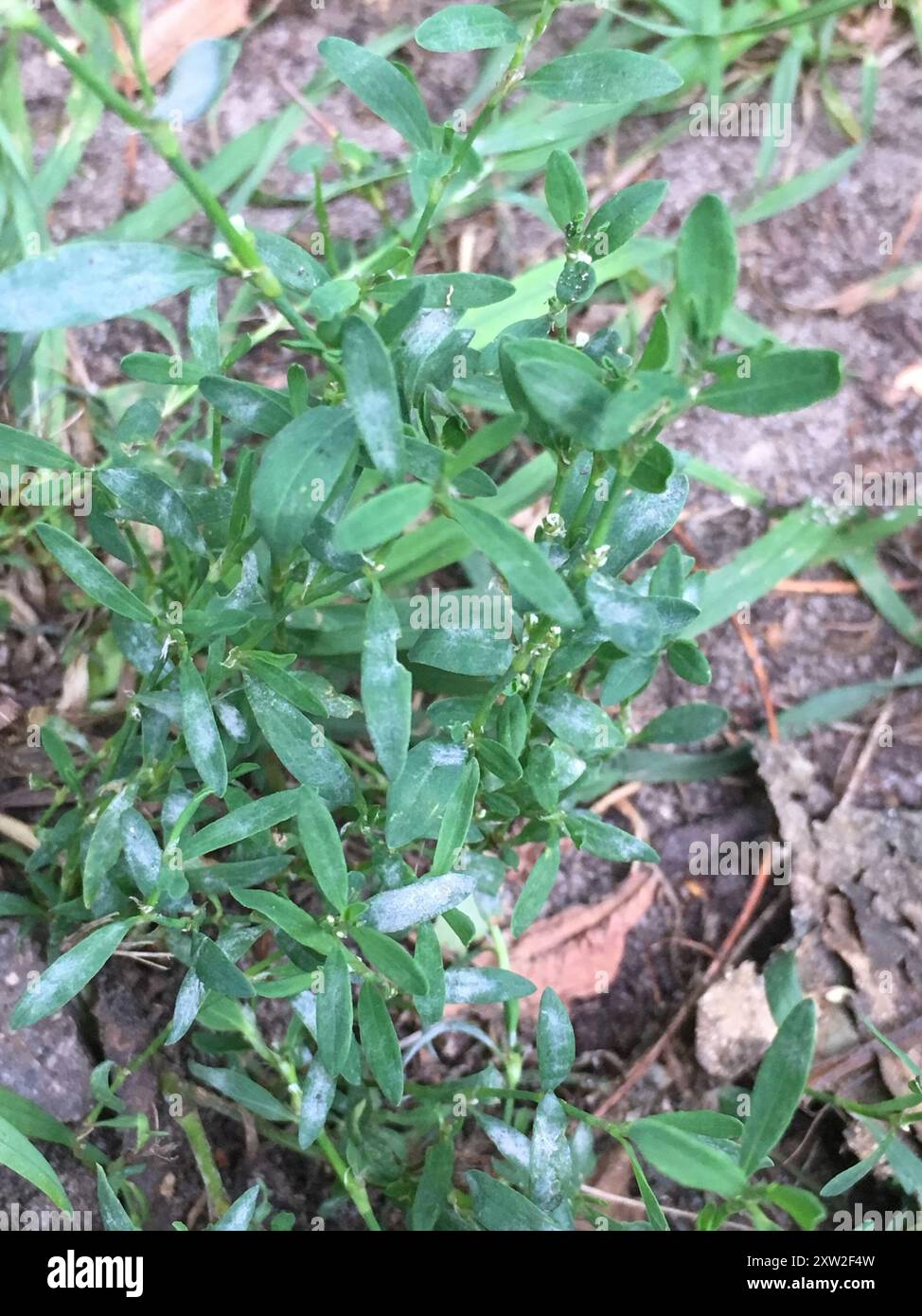 Prostrate Knotweed (Polygonum aviculare) Plantae Stock Photo - Alamy