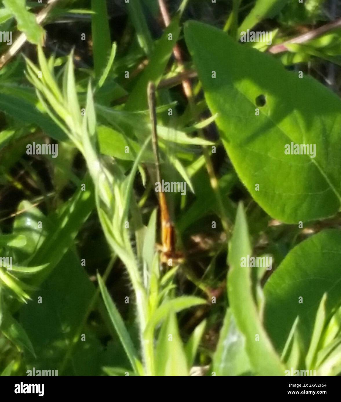 Eastern Forktail (Ischnura verticalis) Insecta Stock Photo - Alamy