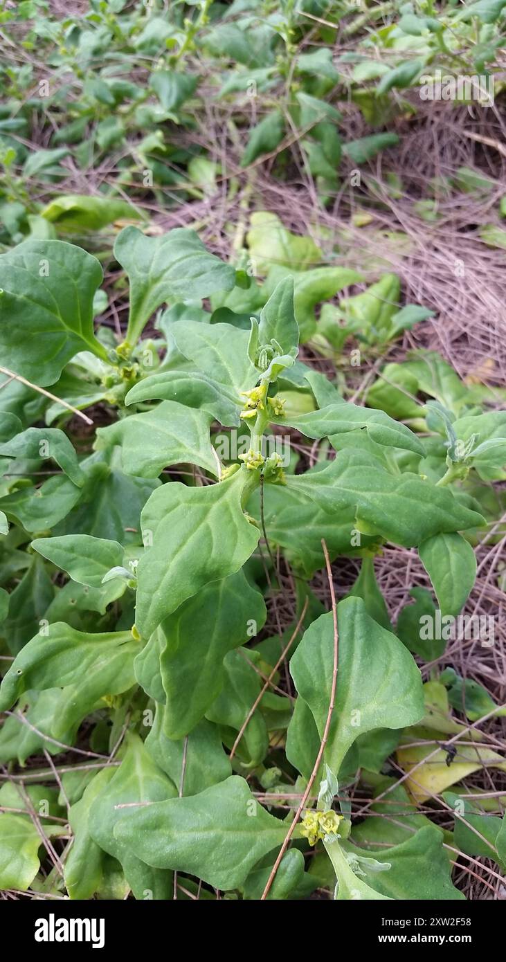 New Zealand Spinach (Tetragonia tetragonoides) Plantae Stock Photo - Alamy