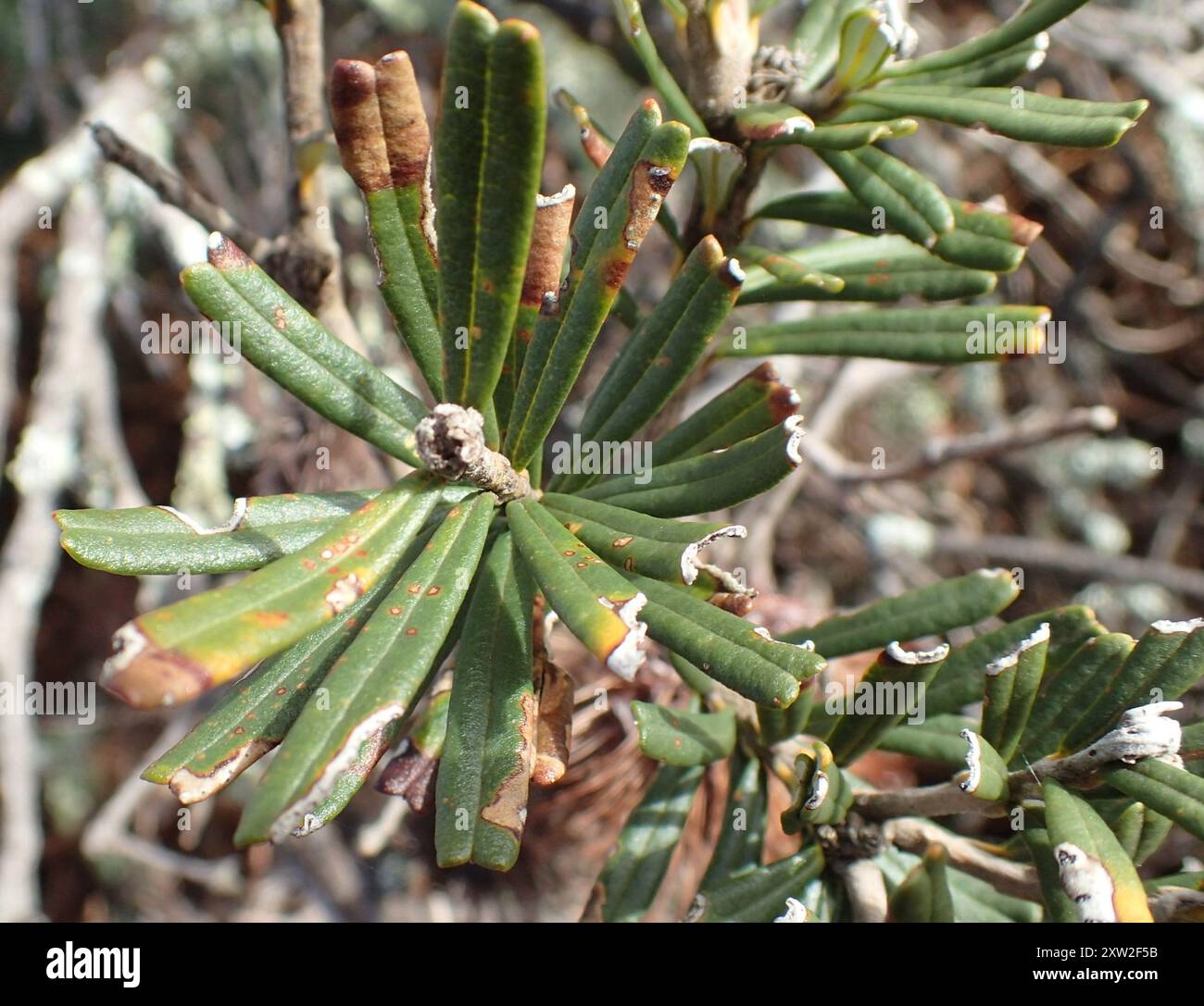 Silver Banksia (Banksia marginata) Plantae Stock Photo - Alamy